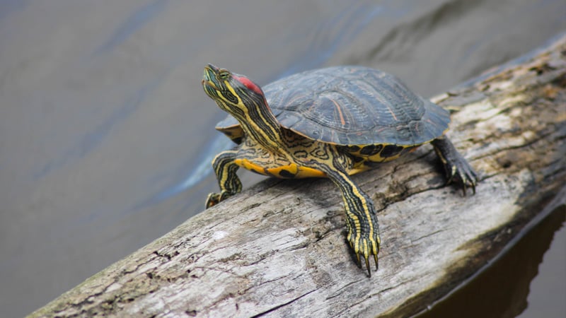 Eight essential tips for filming wildlife part 2