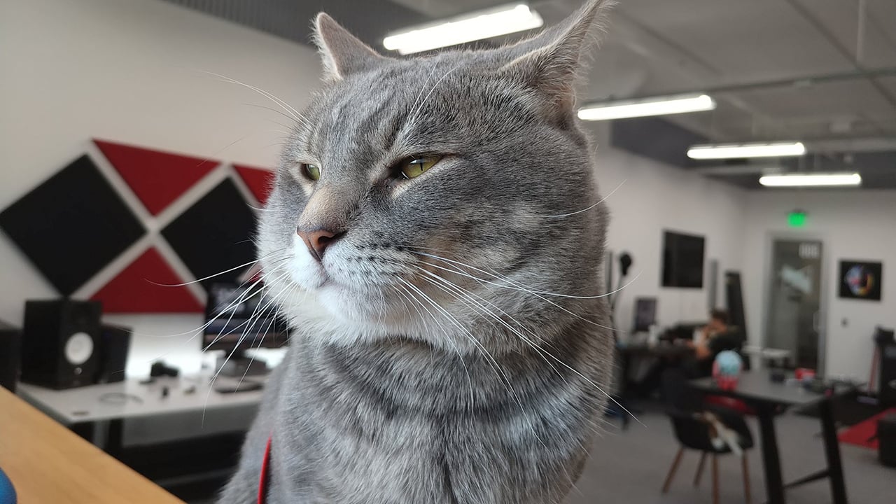 This is the most impressive photo of a cat taken on a phone we have ...